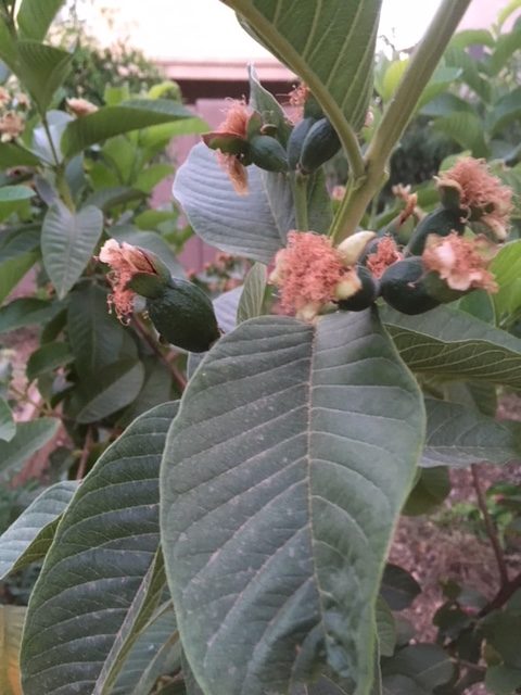 Growing Tropical Guava Trees in Hot, Dry Climates - Garden of Luma
