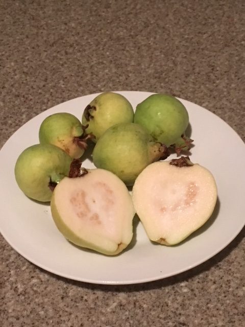 Growing Tropical Guava Trees in Hot, Dry Climates - Garden of Luma