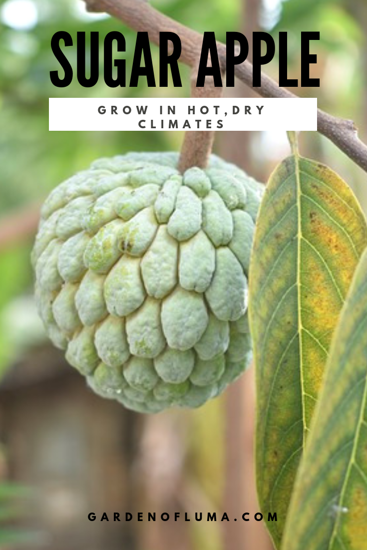 Growing Sugar Apple in Hot, Dry Climates - Garden of Luma