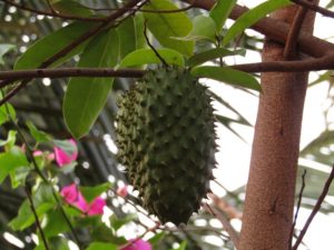 Growing a Soursop Tree in Hot, Dry Climates - Garden of Luma