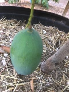 Growing Mango Trees in Hot, Dry Climates - Garden of Luma