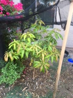 Growing Mango Trees in Hot, Dry Climates - Garden of Luma
