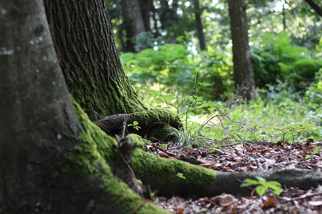 10 Must Have Tips for Growing a Fruit Tree - Garden of Luma