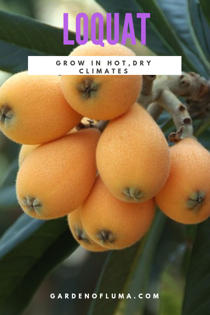 How to Grow a Loquat Tree in Hot, Dry Climates - Garden of Luma