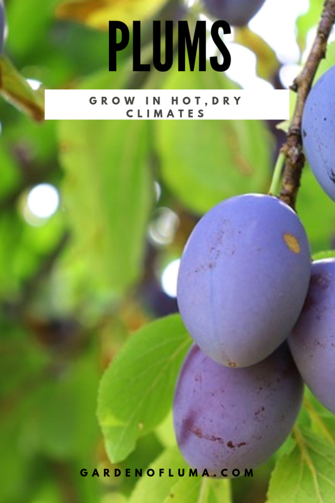 Growing Plum Trees in Hot, Dry Climates - Garden of Luma