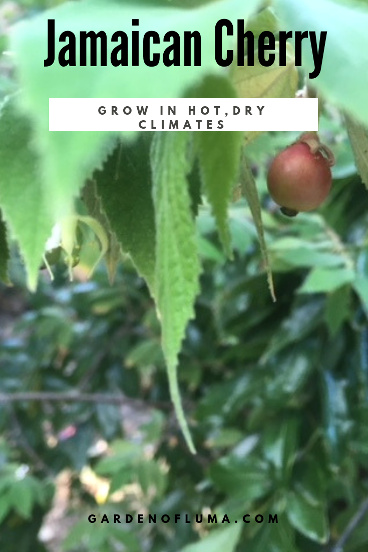 Growing Jamaican Cherry in Hot, Dry Climates - Garden of Luma