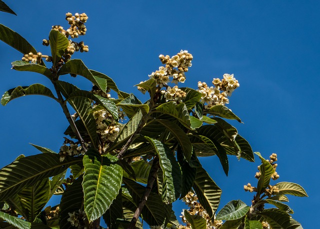 How to Grow a Loquat Tree in Hot, Dry Climates - Garden of Luma