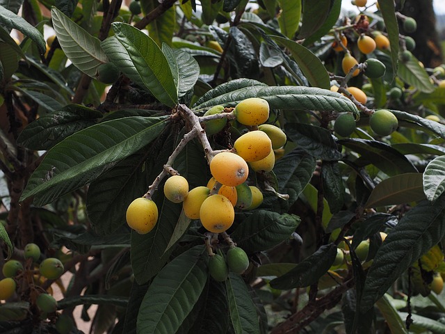 How to Grow a Loquat Tree in Hot, Dry Climates - Garden of Luma
