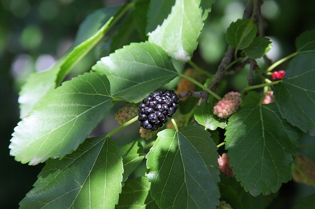 Growing a Mulberry Tree in Hot, Dry Climates - Garden of Luma