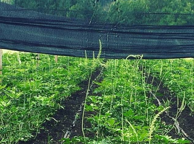 When to Use Shade Cloth in the Garden - Garden of Luma