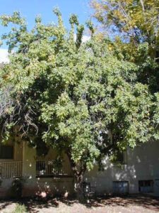 Growing White Sapote in Hot, Dry Climates - Garden of Luma