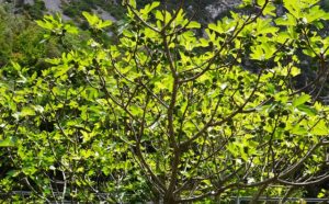 Smart Strategies for Fruit Trees with Invasive Roots - Garden of Luma