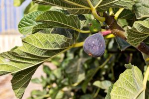 Growing Fig Trees in Hot, Dry Climates - Garden of Luma